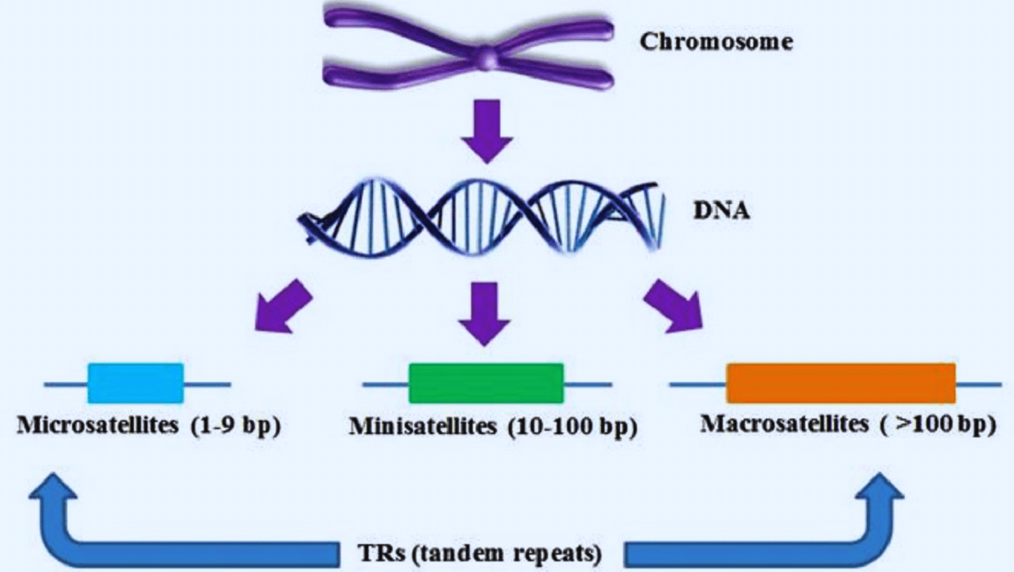 Wolbachia: Transforming the Fight Against Mosquito-Borne Diseases in ...