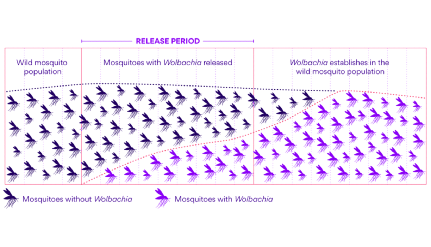 Wolbachia: Transforming the Fight Against Mosquito-Borne Diseases in ...